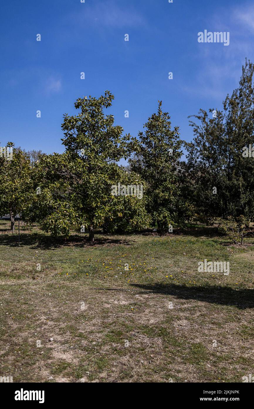A vertical shot of green trees and bushes in National Iranian Botanical ...