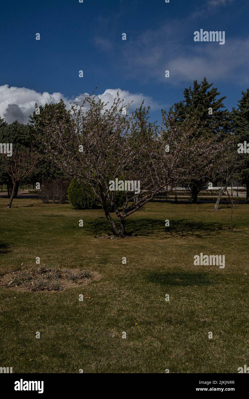 A vertical shot of green trees and bushes in National Iranian Botanical ...
