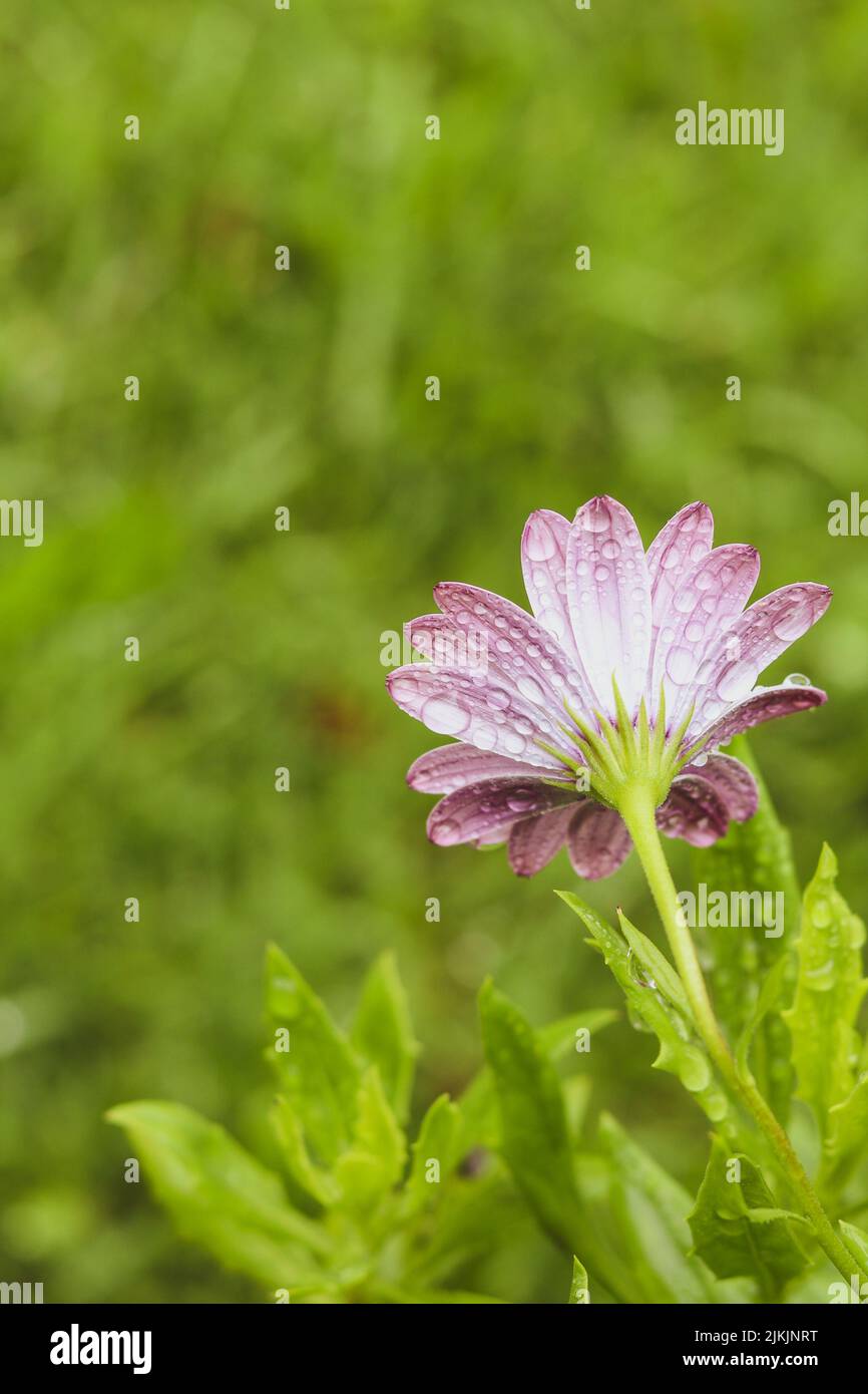 A vertical shot of a purple daisy with raindrops on a blurred green ...