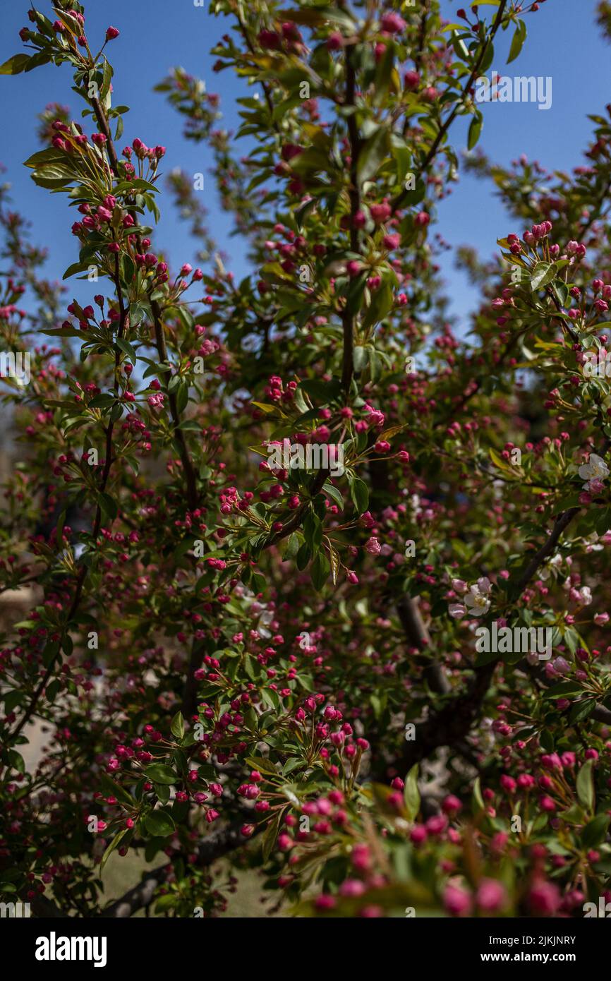 An apple tree at the National Botanical Garden of Iran in Tehran, Iran ...