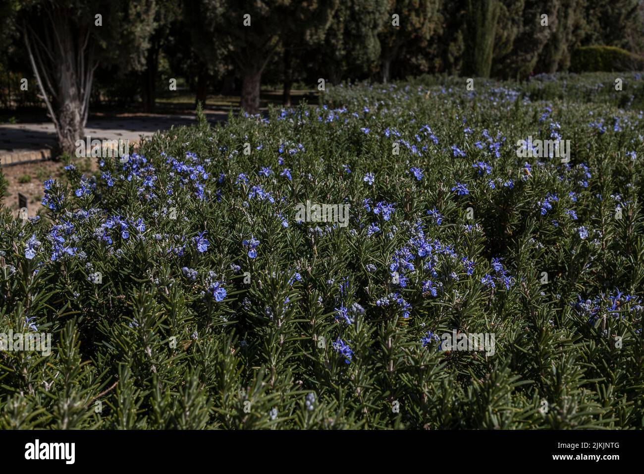 The flowers in National Botanical Garden in Tehran, Iran Stock Photo ...