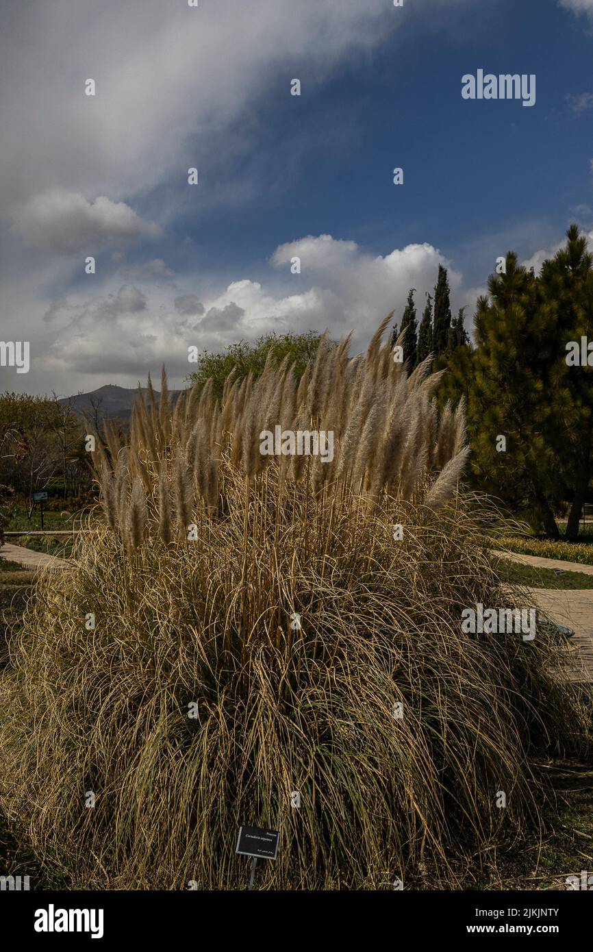 A miscanthus bush at the National Botanical Garden of Iran in Tehran ...