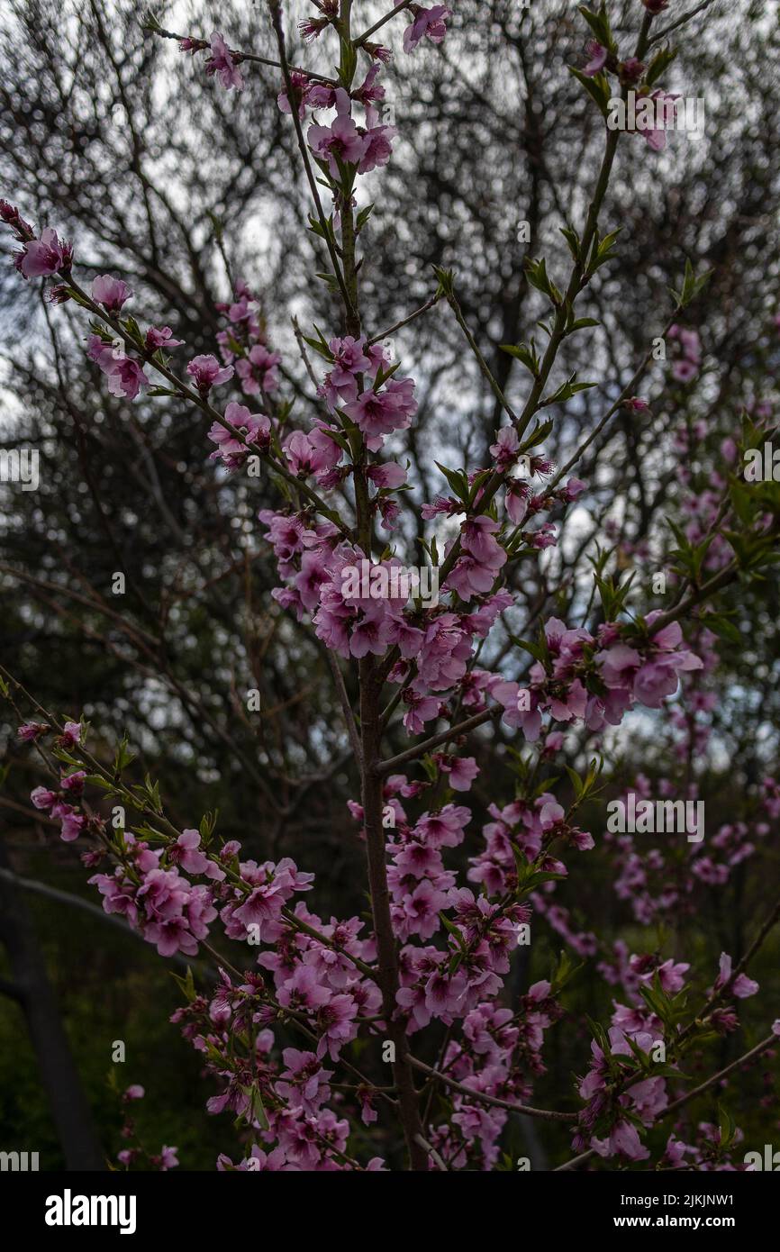 A flowering tree in National Botanical Garden in Tehran, Iran Stock ...
