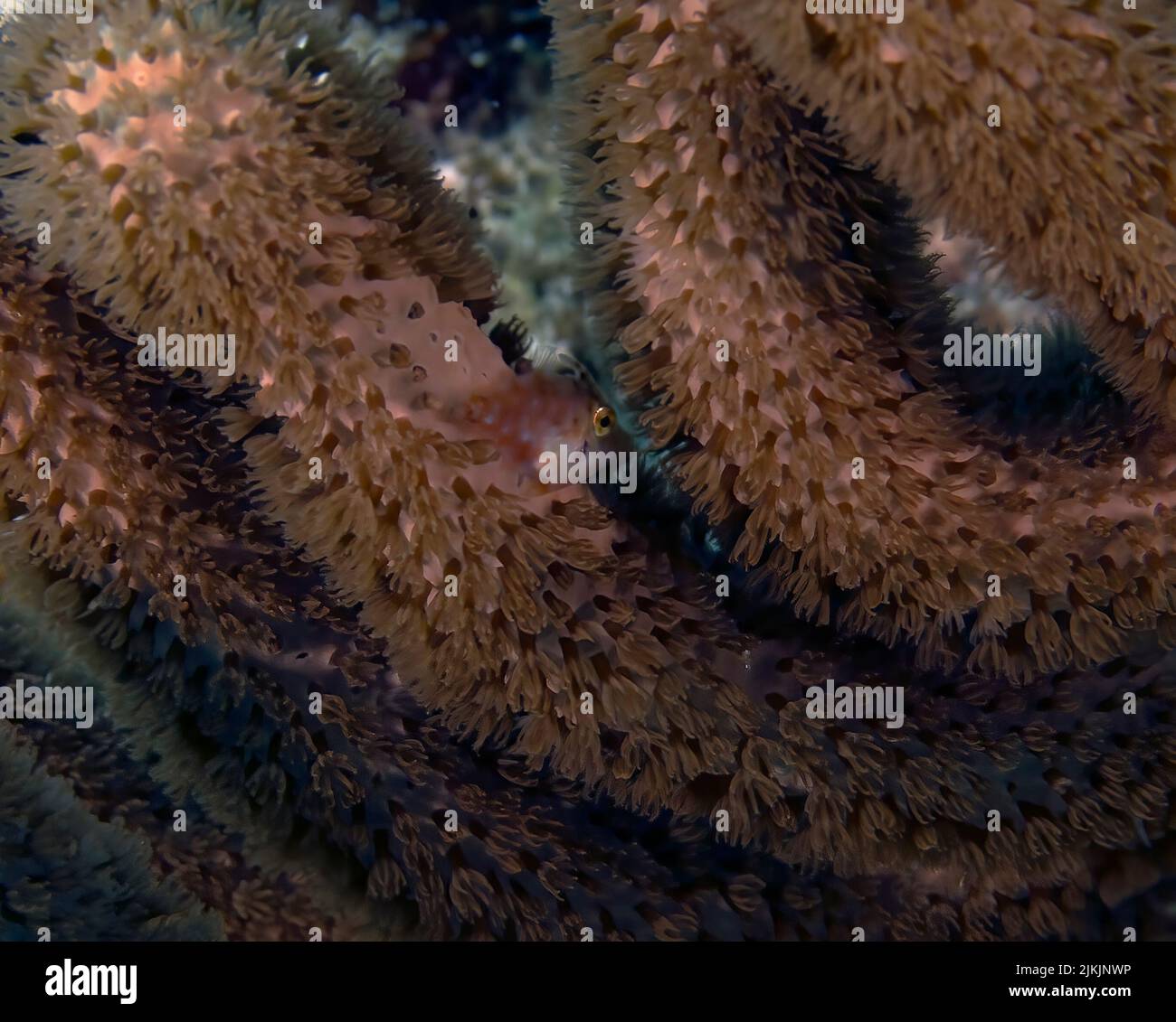 A Slender Filefish (Monacanthus tuckeri) hiding in coral in Cozumel ...