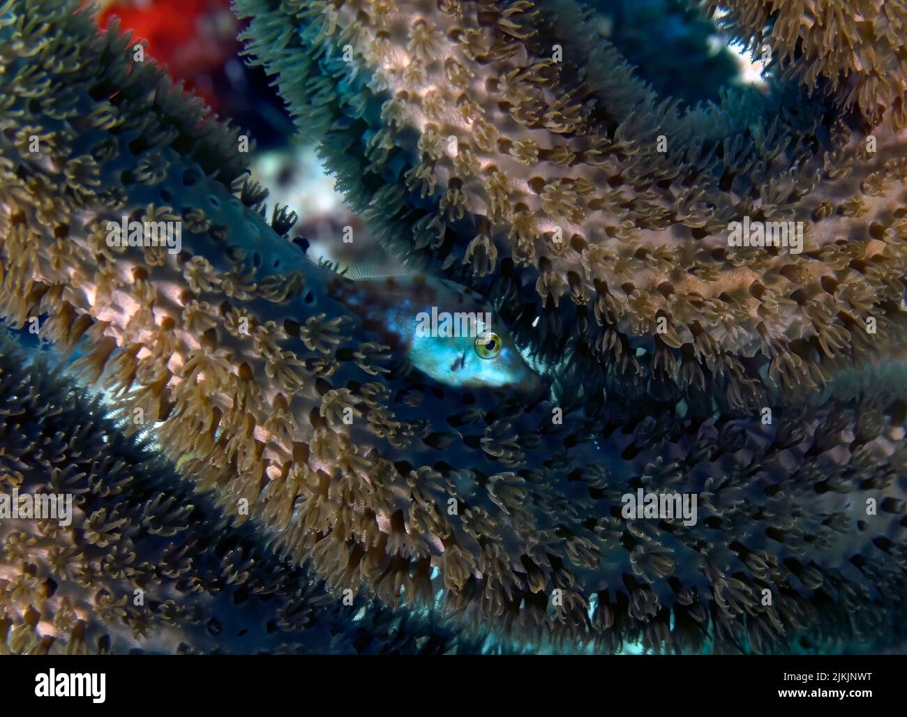 A Slender Filefish (Monacanthus tuckeri) hiding in coral in Cozumel ...