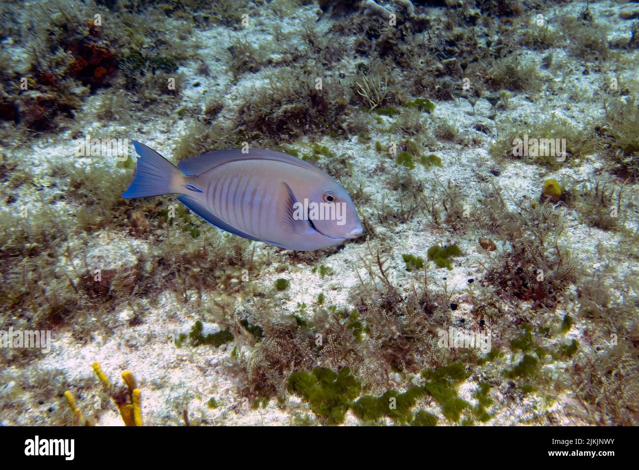 A Doctorfish Tang (Acanthurus chirurgus) in Cozumel, Mexico Stock Photo ...