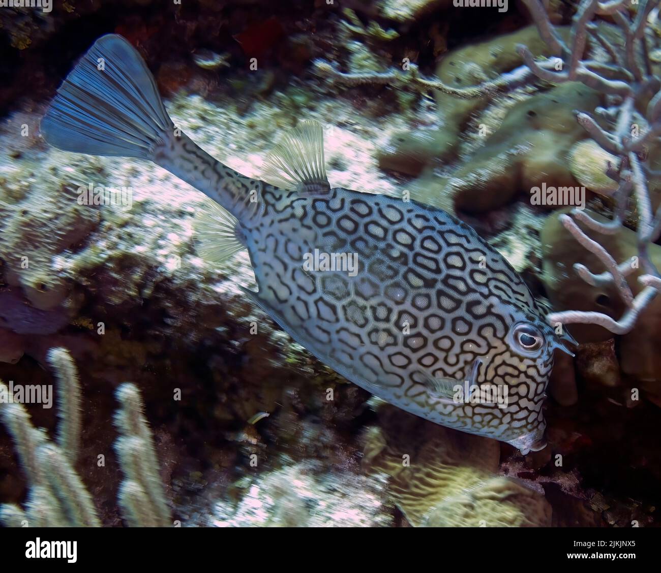 A Honeycomb Cowfish (Acanthostracion polygonius) in Cozumel, Mexico ...