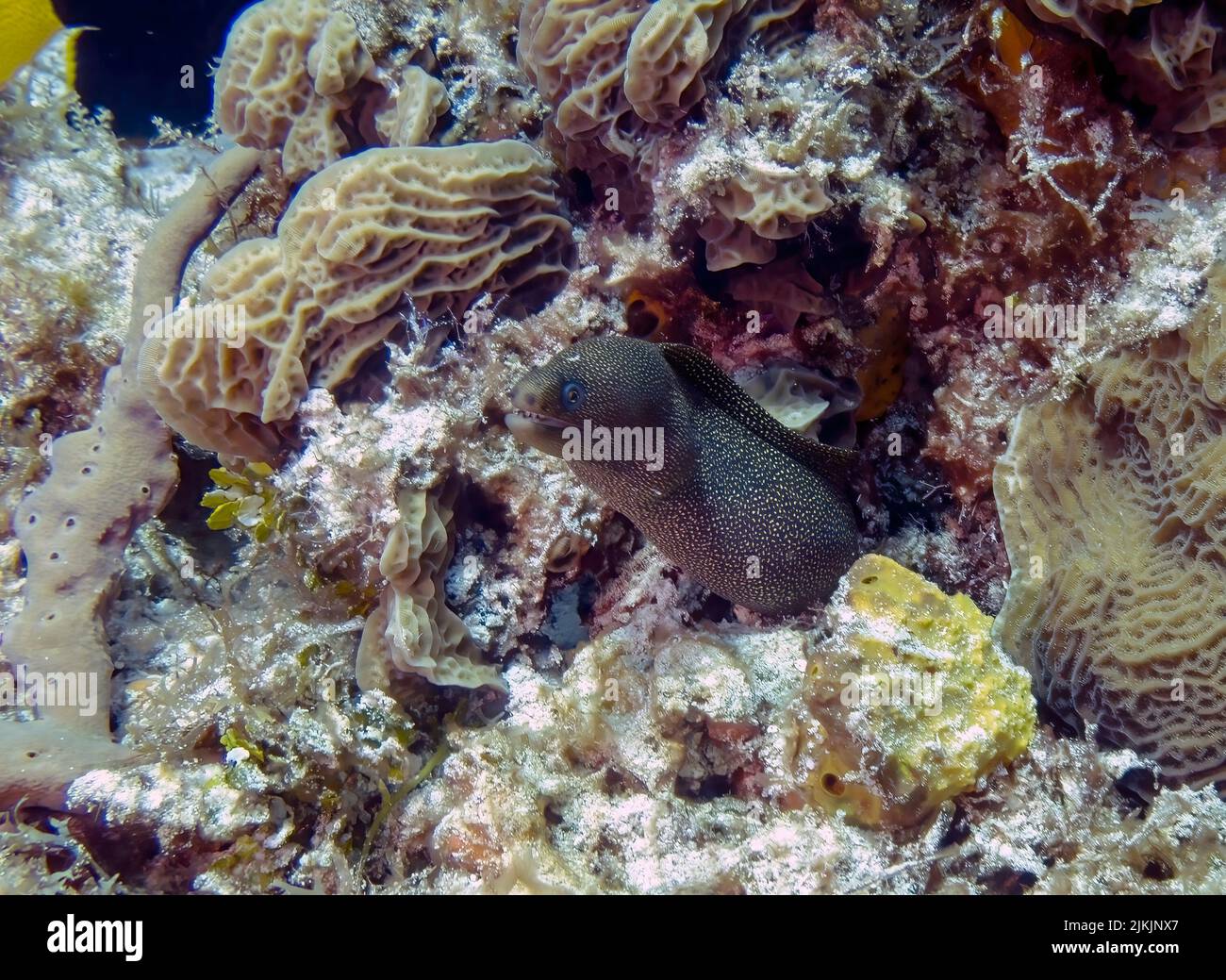 A Goldentail Moray Eel (Gymnothorax miliaris) in Cozumel, Mexico Stock ...