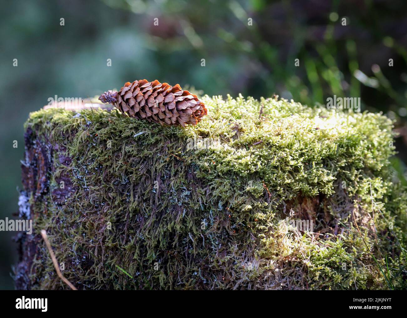 Corn with pine hi-res stock photography and images - Alamy