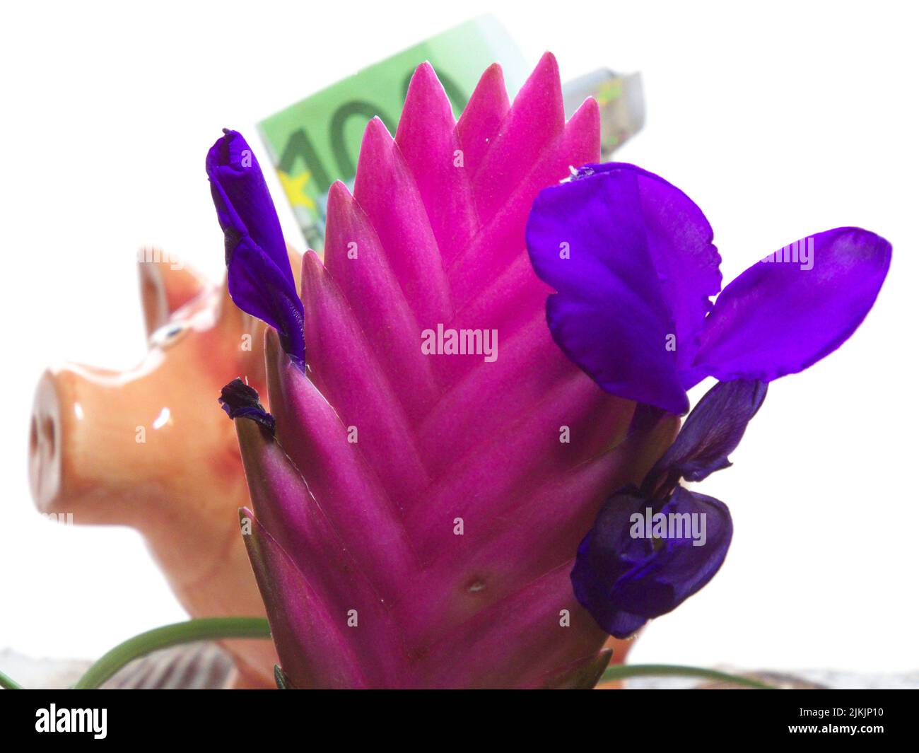 A close-up shot of a tillandsia flower in the background of a piggy ...