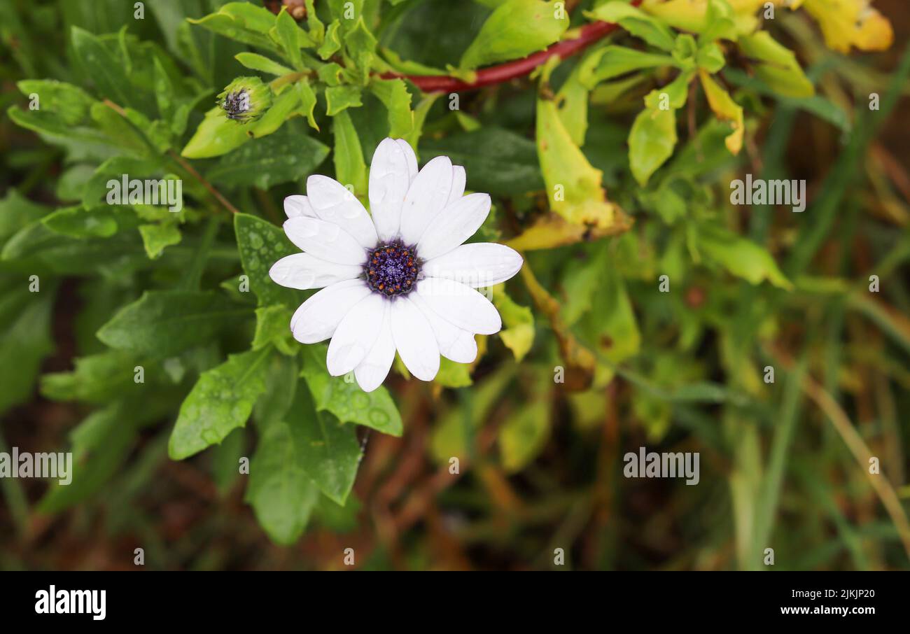 A top view of a natural white daisy flower with raindrops Stock Photo ...