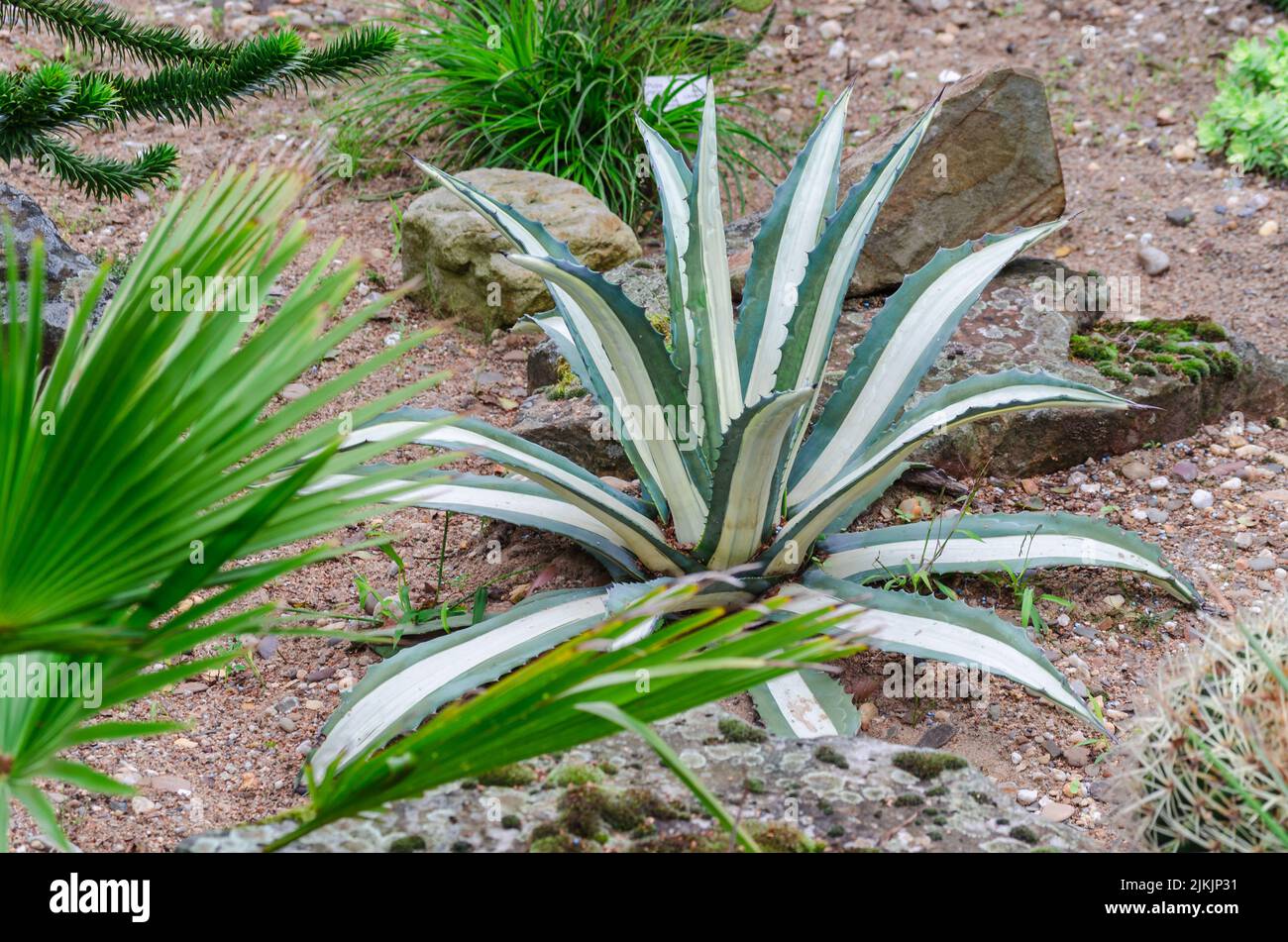 Cactus, aloe vera, plant Stock Photo - Alamy