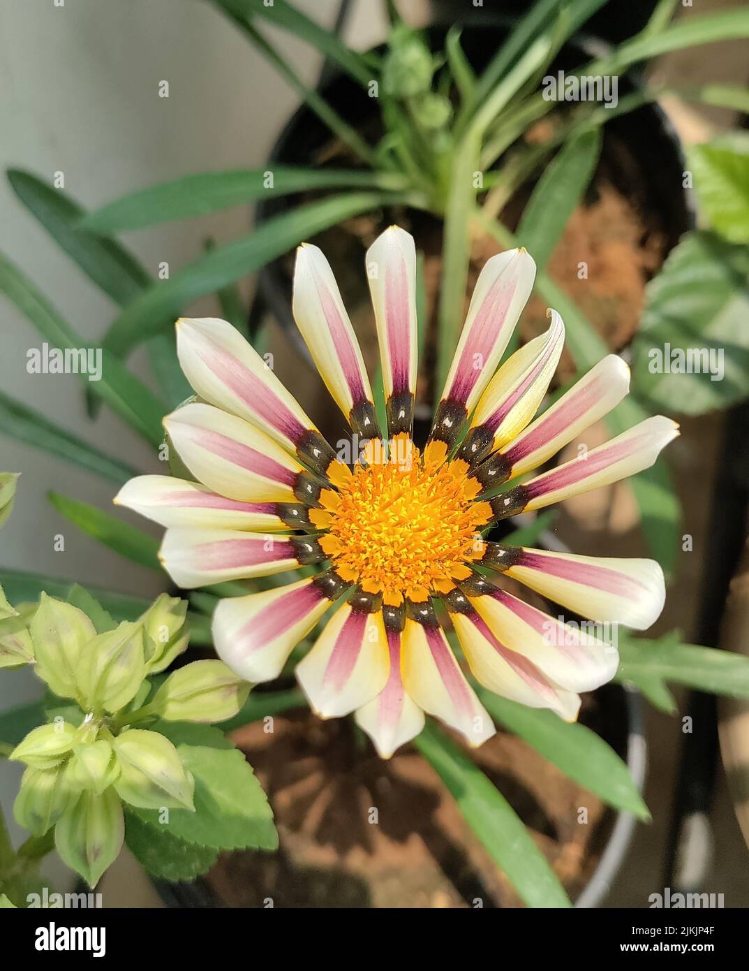 Gazania in pot hi-res stock photography and images - Alamy