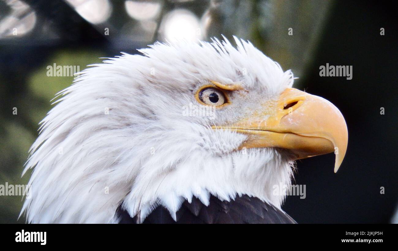 Bald Eagle, the ruler of the skies Stock Photo - Alamy