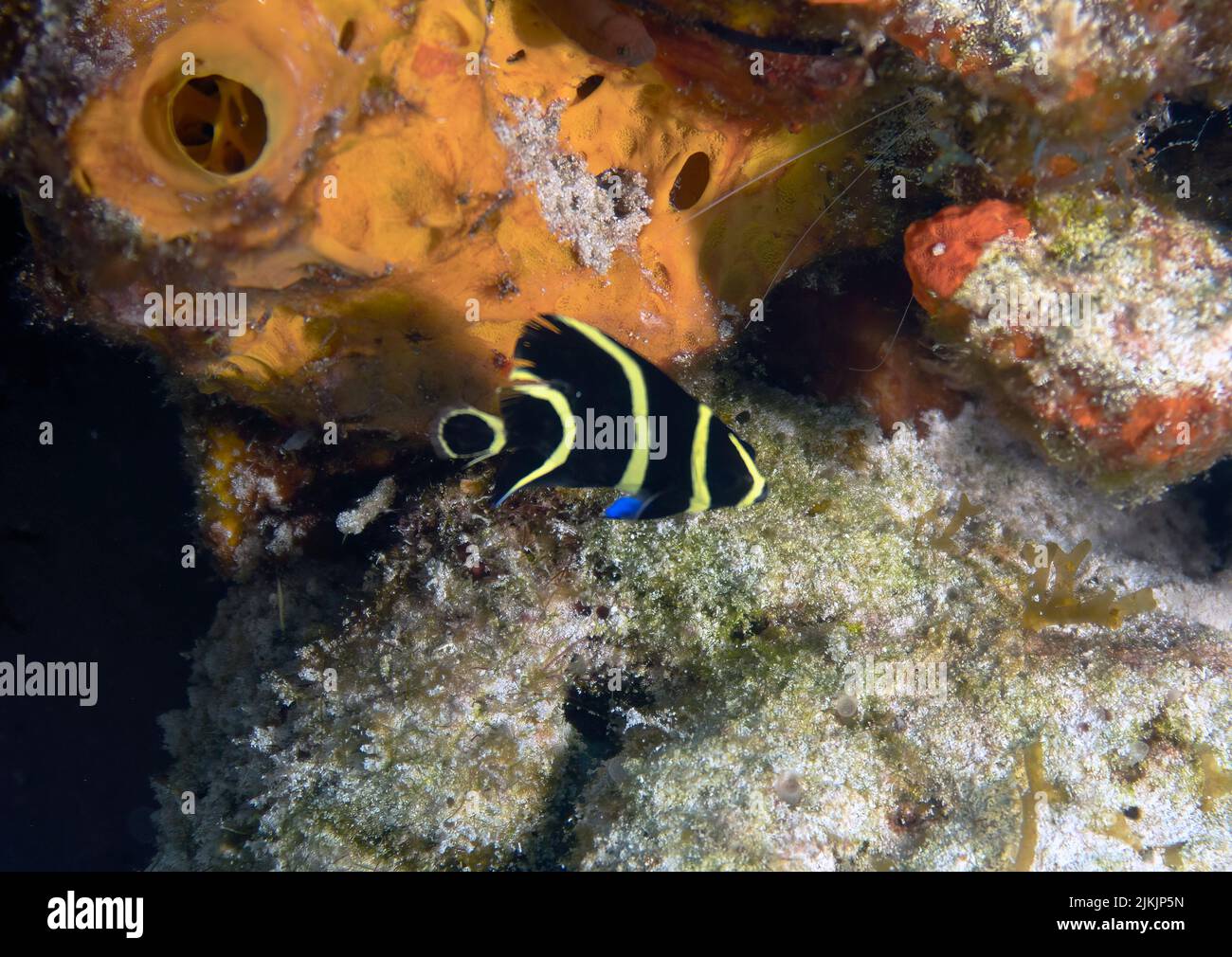 A juvenile French Angelfish (Pomacanthus paru) in Cozumel, Mexico Stock ...