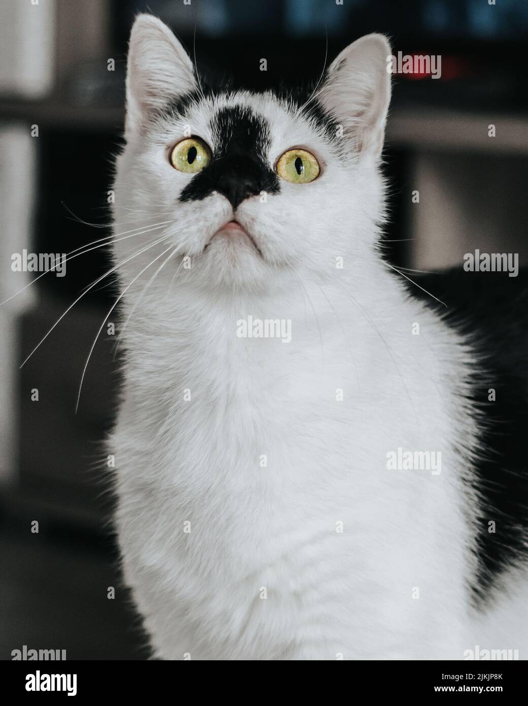 A vertical shot of a cute kitten doing funny cat things indoors Stock ...