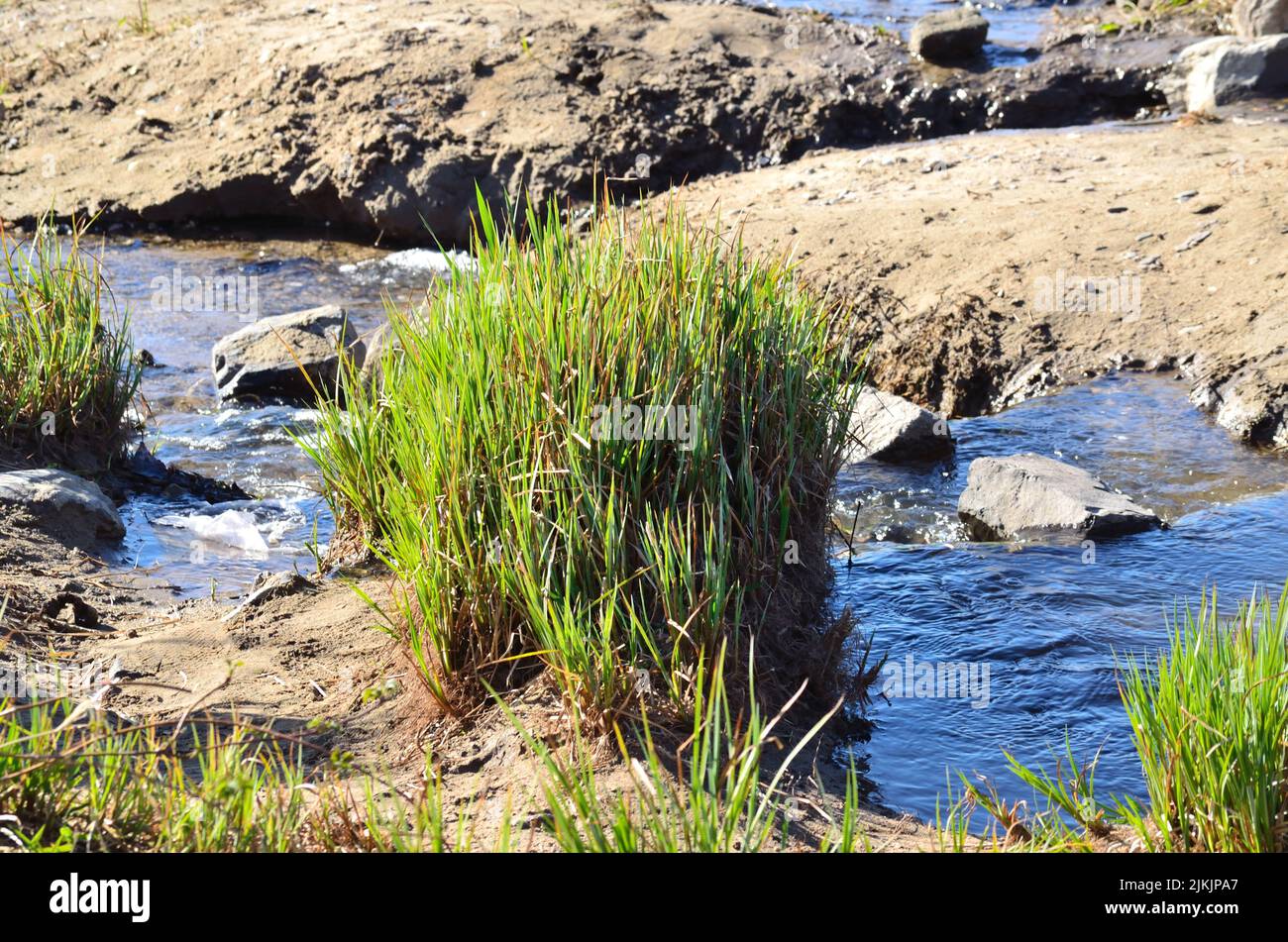 Herb garden on sandy soil hi-res stock photography and images - Alamy
