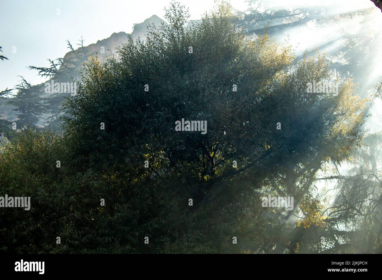 Below the trees hi-res stock photography and images - Alamy