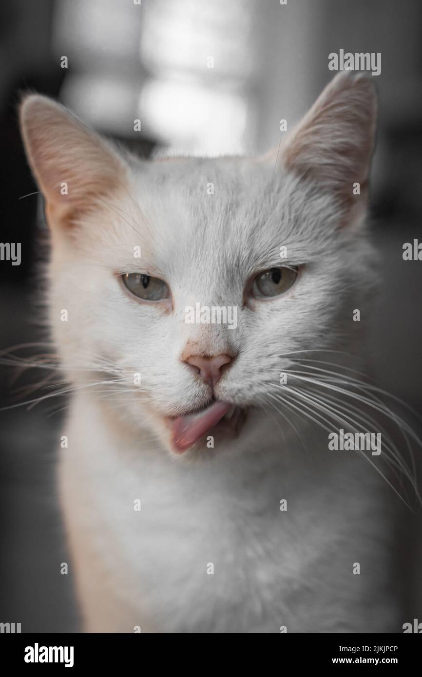 Domestic things hi-res stock photography and images - Alamy