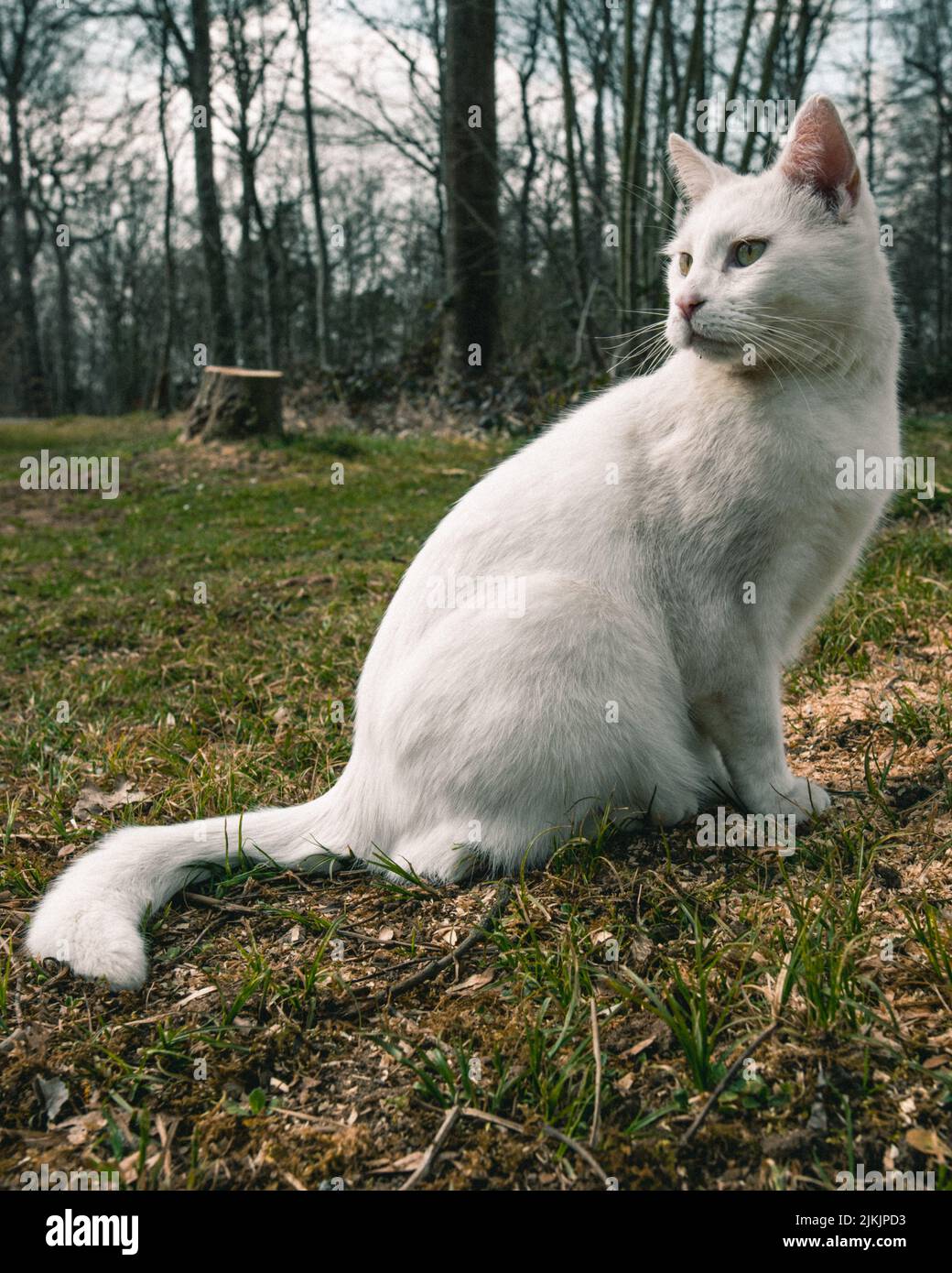 White Cat Green Eyes Outside