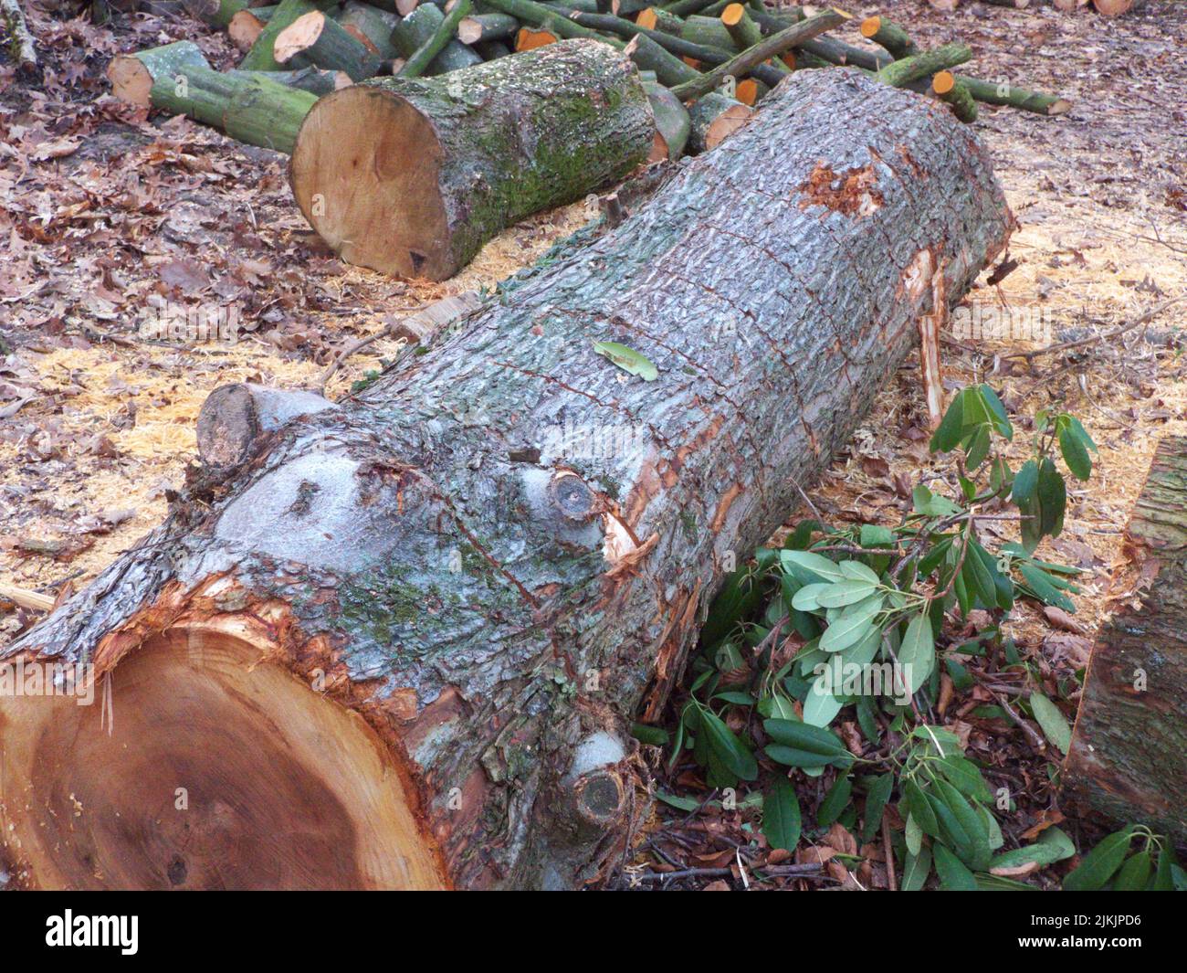 A precipitated old tree without branches in a forest Stock Photo - Alamy
