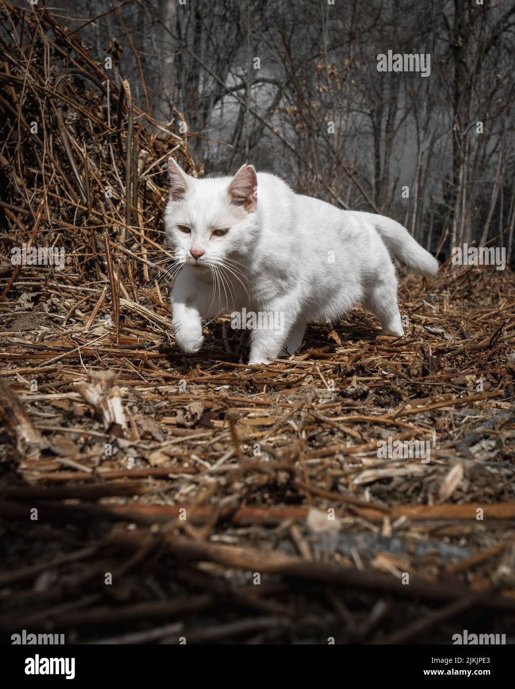 White cat playing hi-res stock photography and images - Alamy