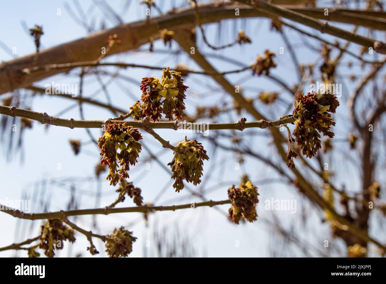 Branches of a dry tree hi-res stock photography and images - Alamy