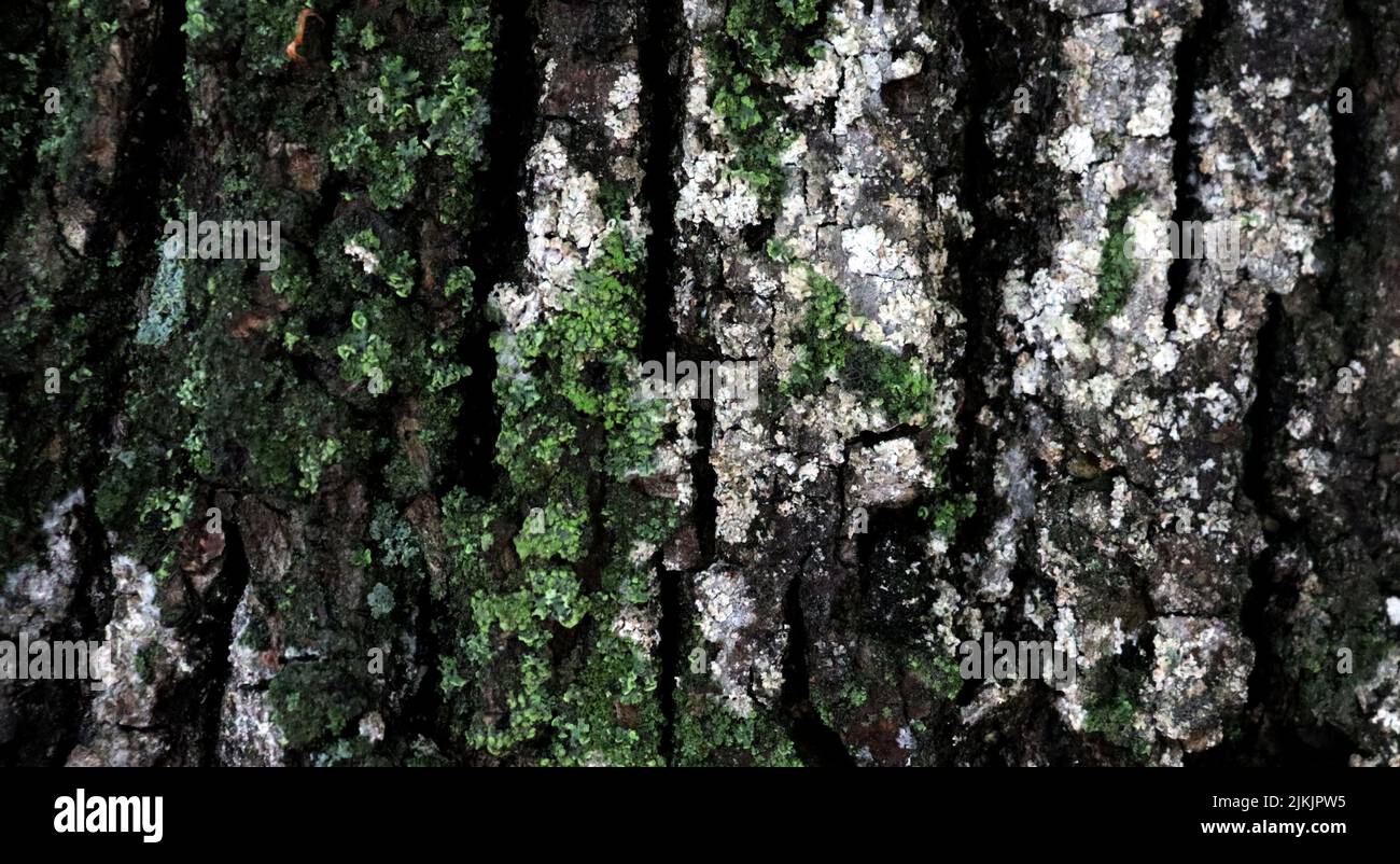 Beautiful nature texture with old crack bark and green moss Stock Photo ...