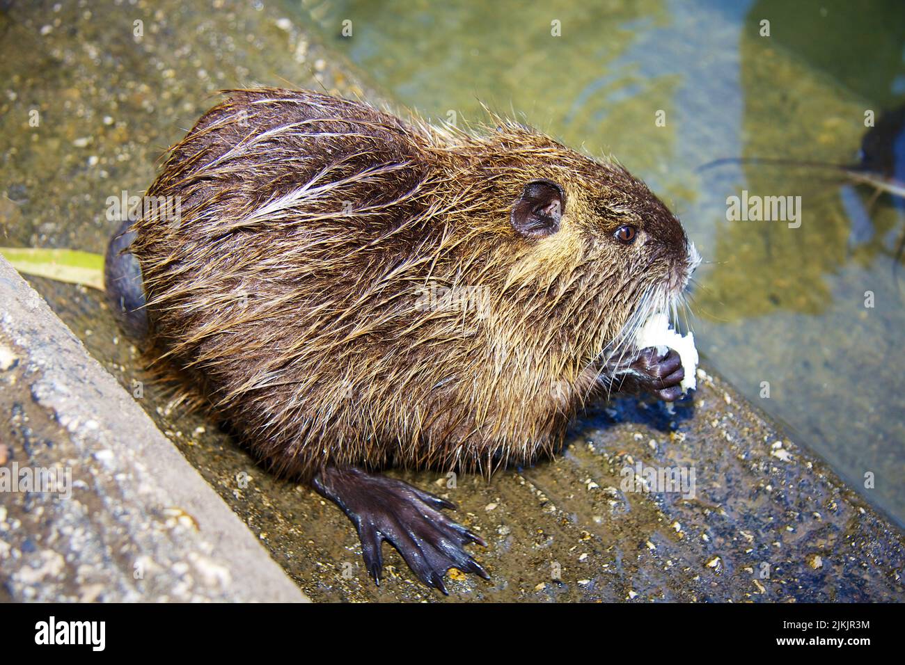 Nutria at lake hi-res stock photography and images - Alamy