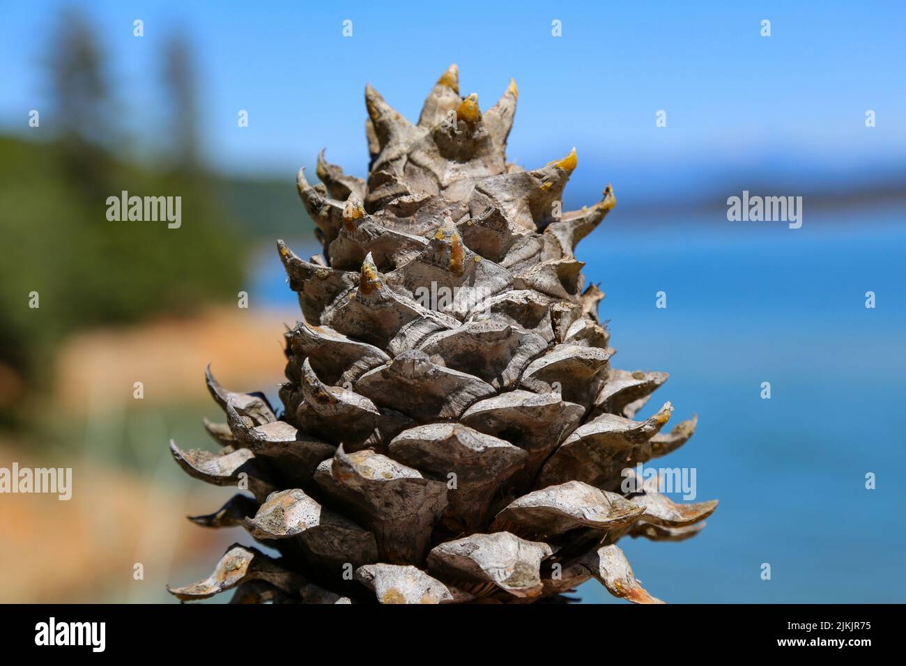 Loblolly pine pinus taeda hi-res stock photography and images - Alamy