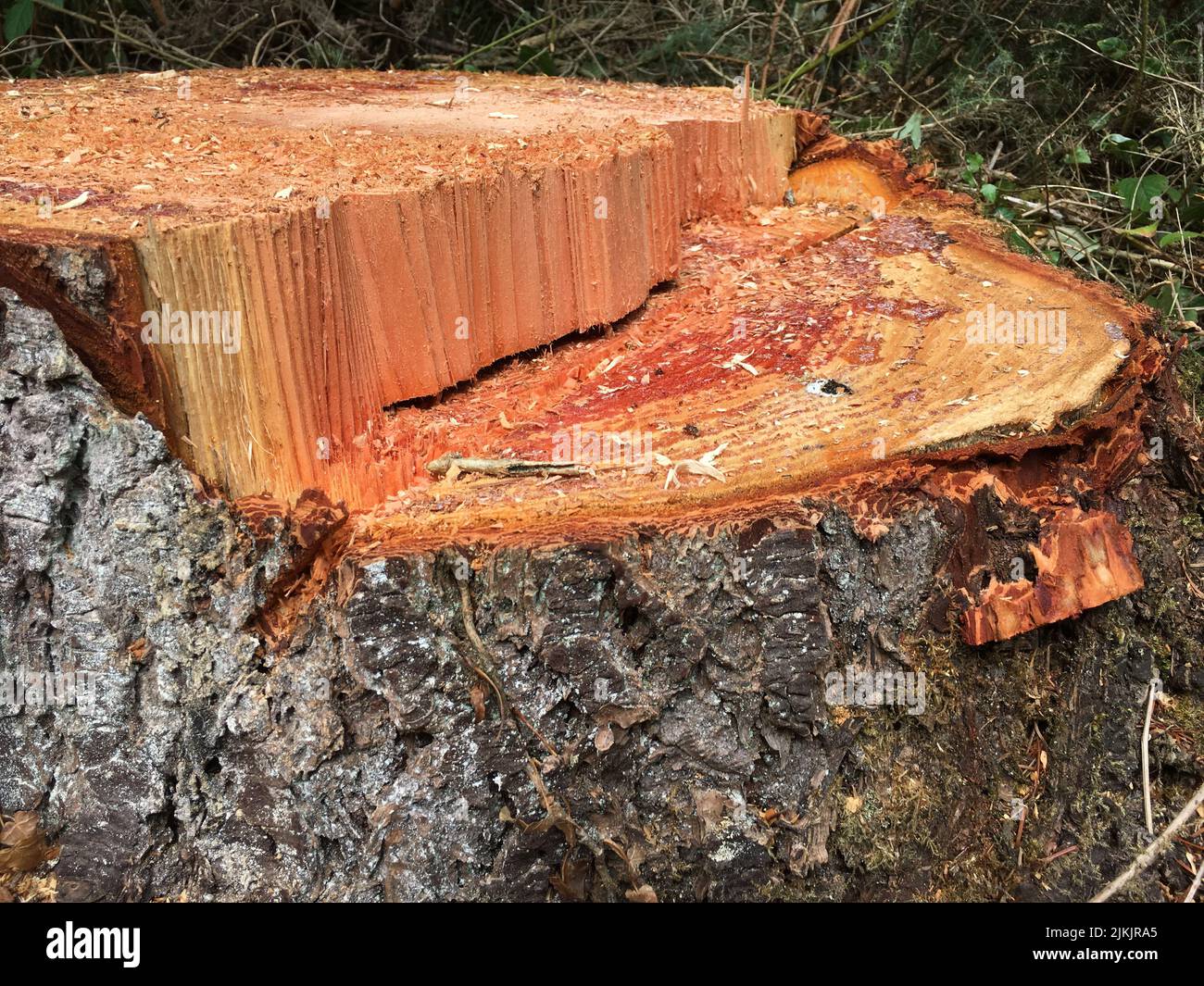 Tree stump freshly cut in forest Stock Photo - Alamy