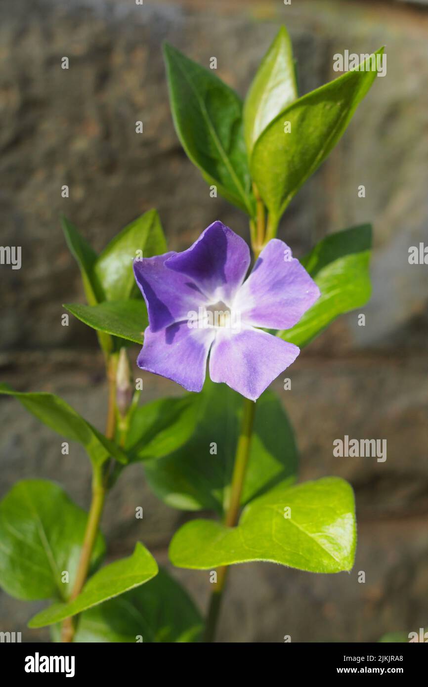 Vinca major greater periwinkle with purple flower Stock Photo - Alamy