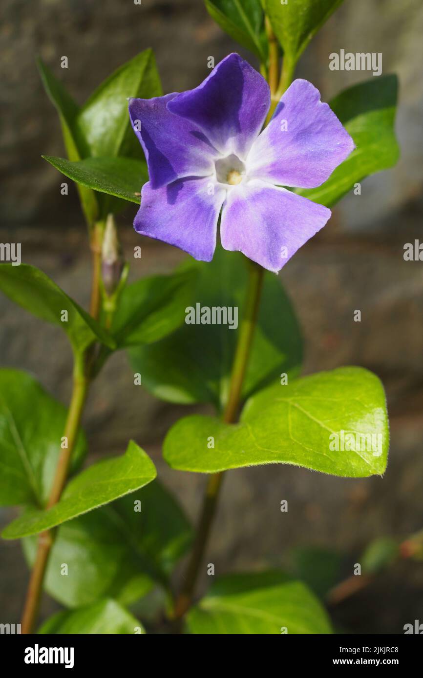 Vinca major greater periwinkle flower hi-res stock photography and ...