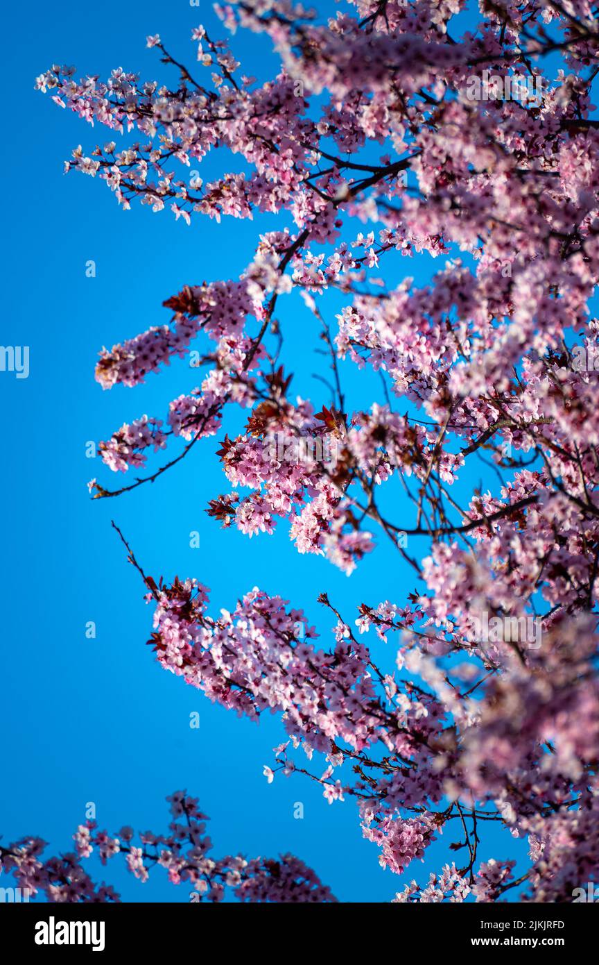 Peach sky hi-res stock photography and images - Alamy