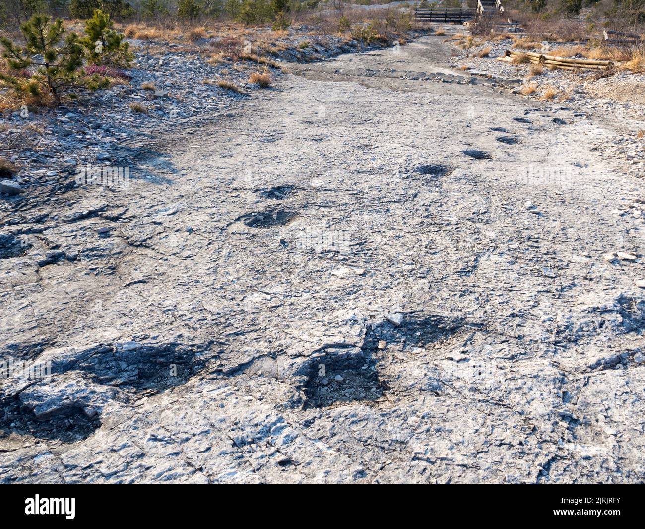 Animal footsteps hi-res stock photography and images - Alamy