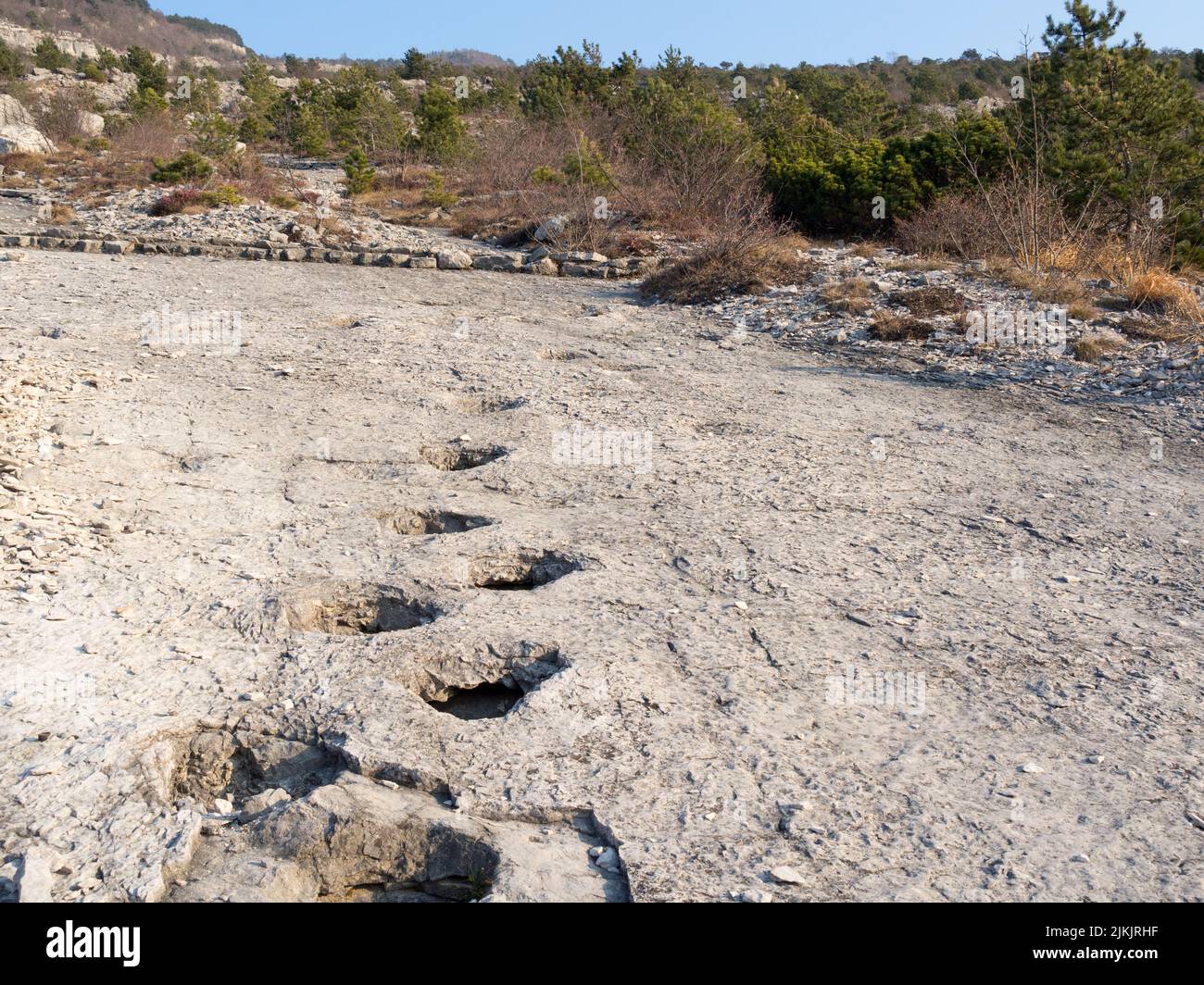 Animal footsteps hi-res stock photography and images - Alamy