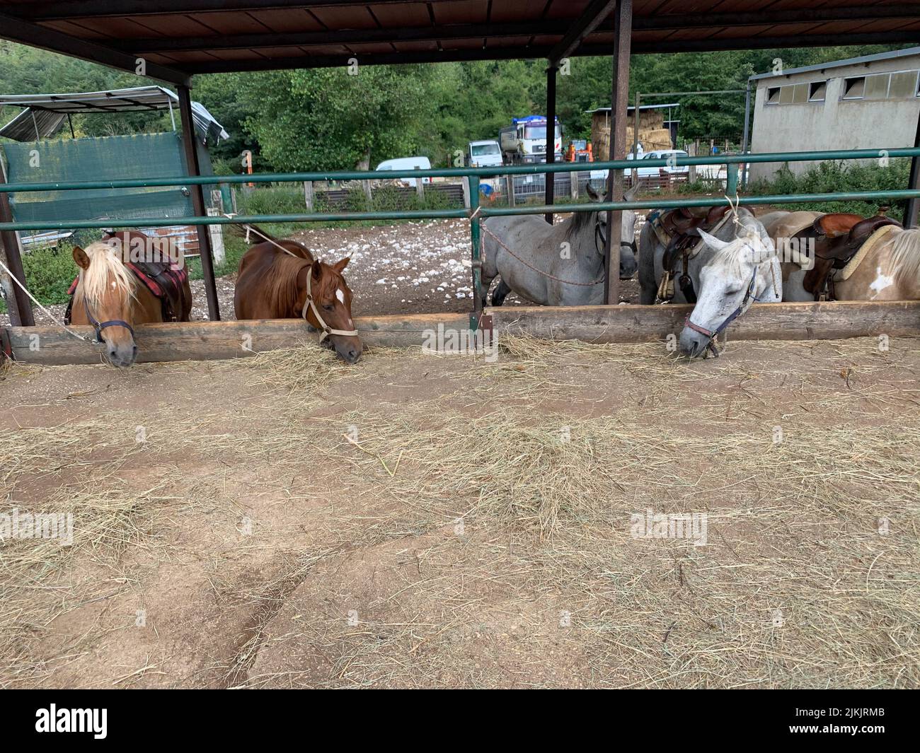 A group of beautiful farm horses feeding on hay. The breeder or rancher ...