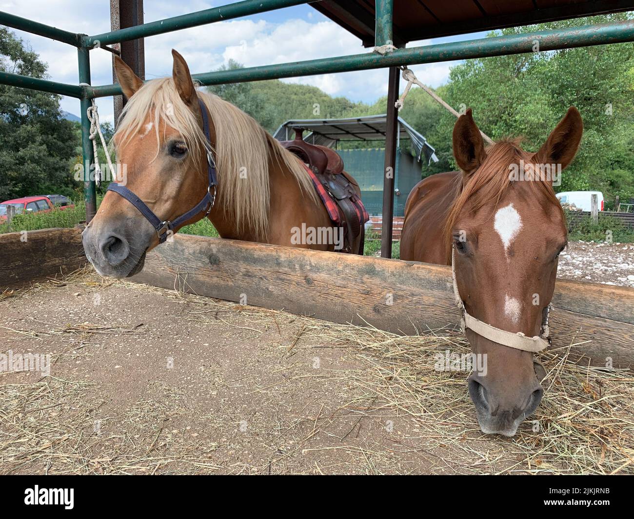 A group of beautiful farm horses feeding on hay. The breeder or rancher ...