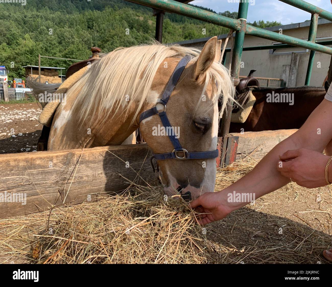 Stallion breeder hi-res stock photography and images - Alamy