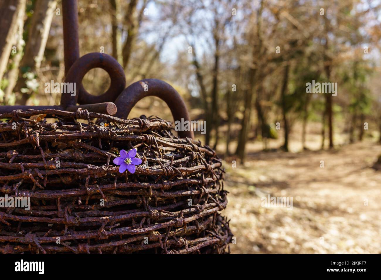 Barbed flower hi-res stock photography and images - Alamy