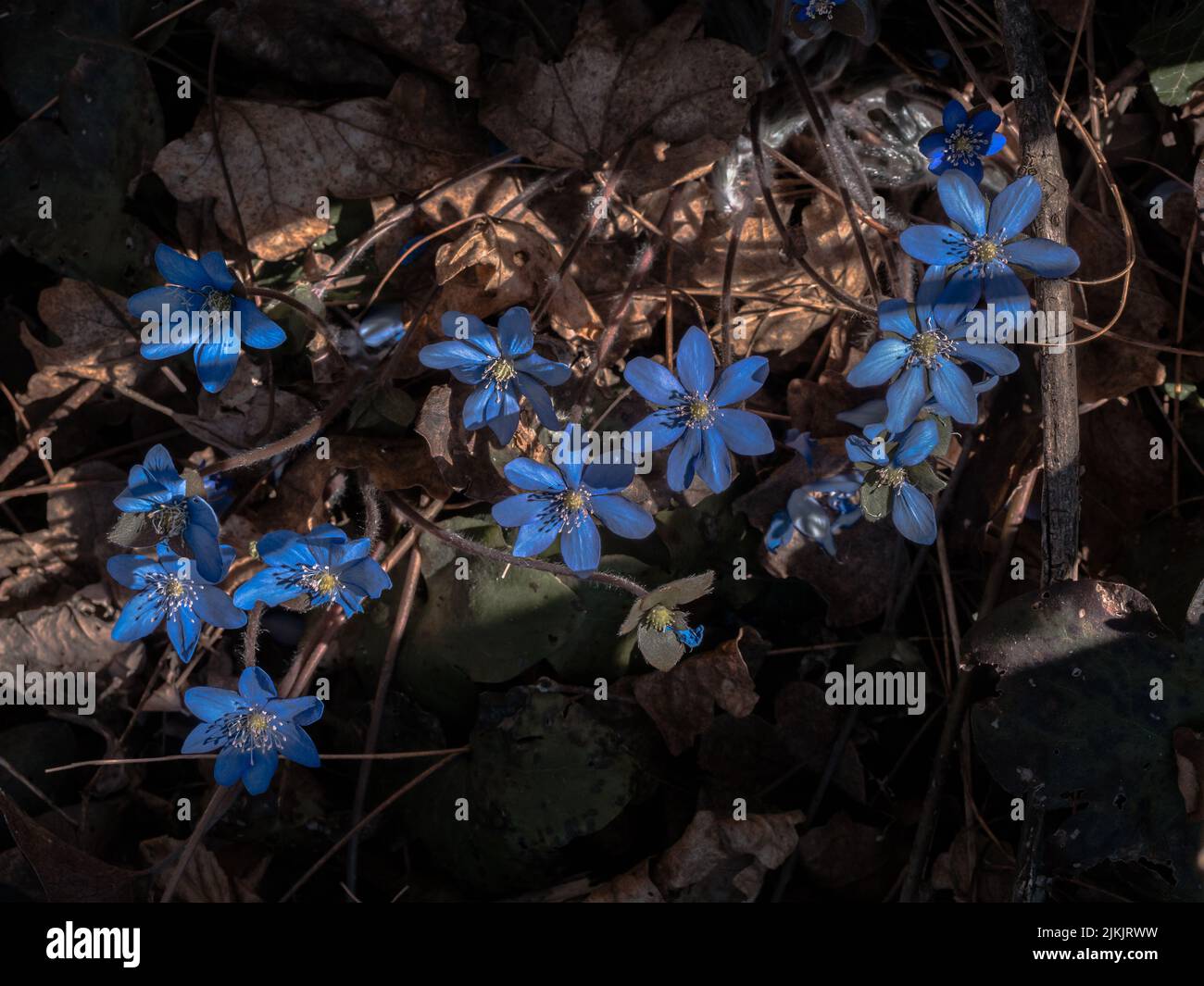 Hepatica flowers hi-res stock photography and images - Alamy