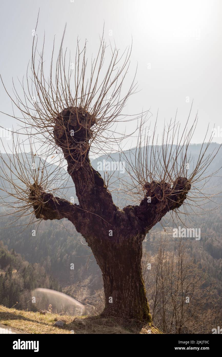 A vertical shot of a beech tree with thin spiky branches Stock Photo ...