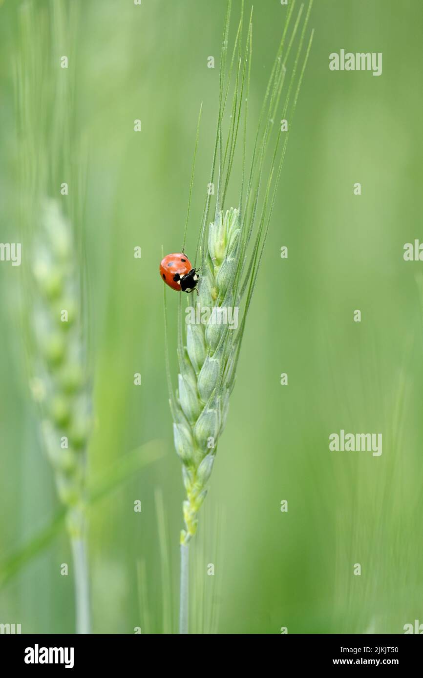 closeup the red black small bug insect hold and sitting on the wheat ...