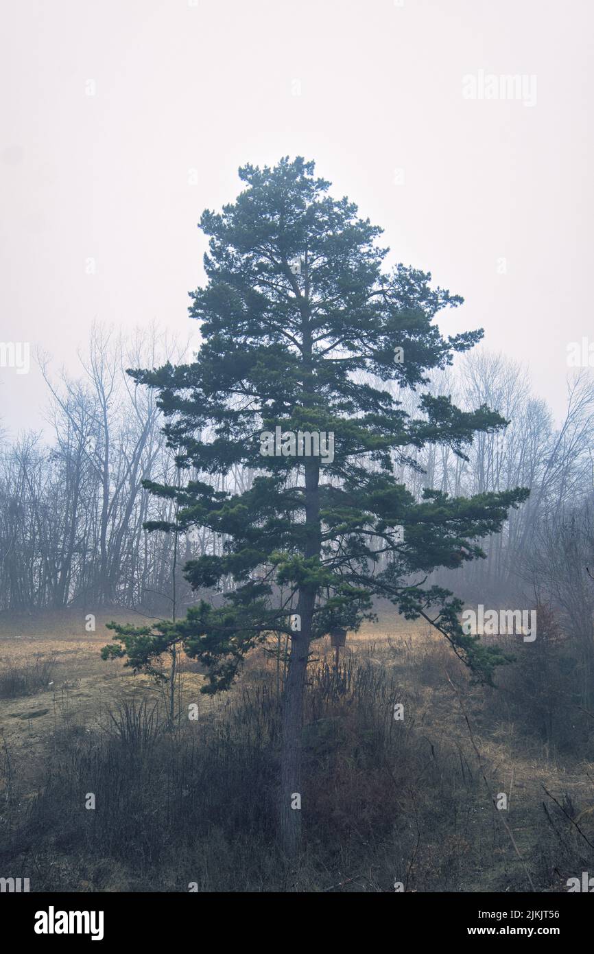 An atmospheric forest landscape with coniferous trees in low clouds in ...
