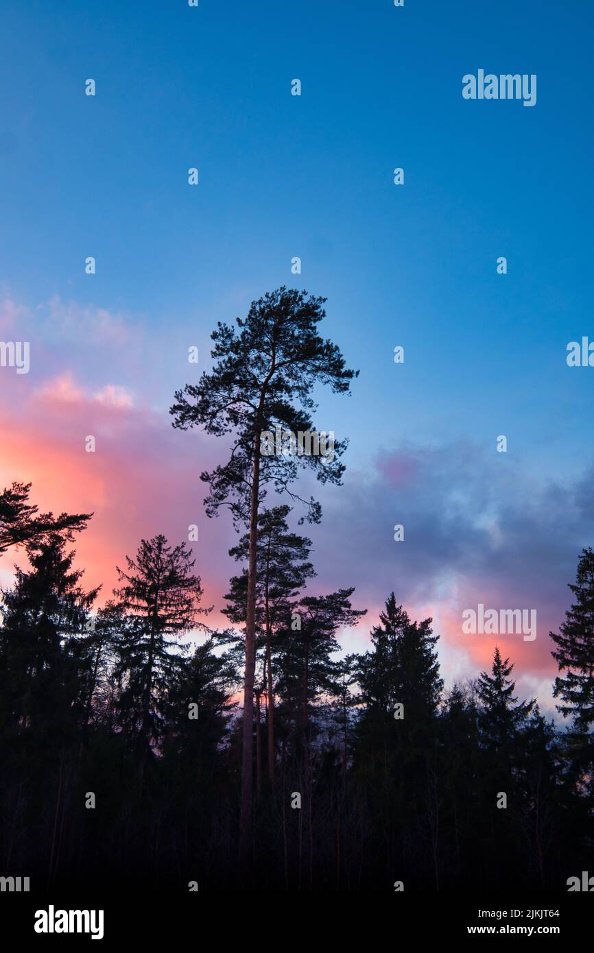 Silhouettes of trees with sunset background hi-res stock photography ...