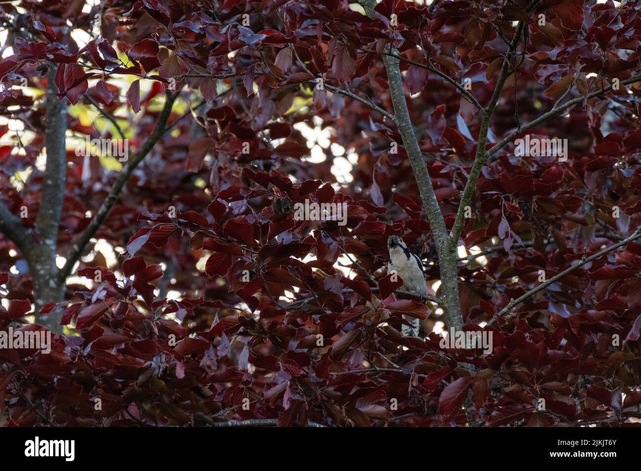 Plum tree autumn hi-res stock photography and images - Alamy