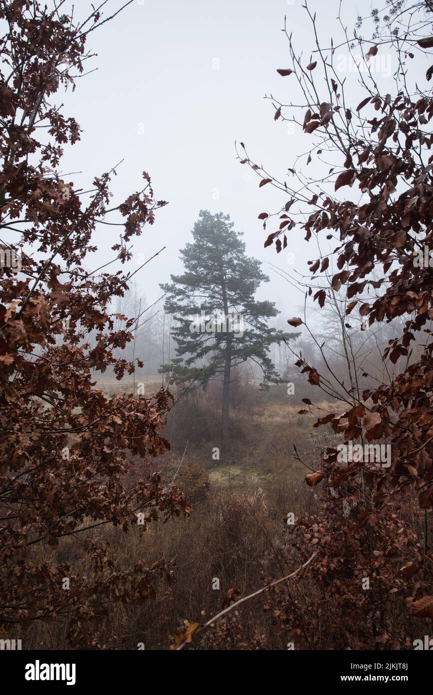 An atmospheric forest landscape with coniferous trees in low clouds in ...