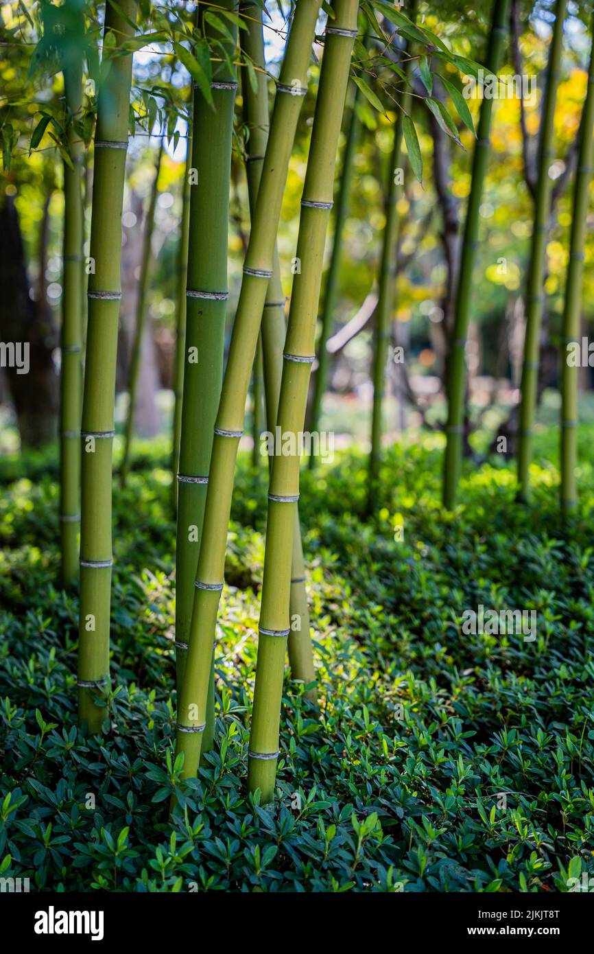 Bambusoideae hi-res stock photography and images - Alamy