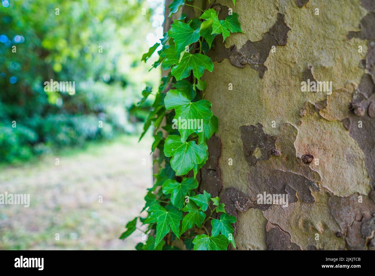 Hedera leaves hi-res stock photography and images - Alamy