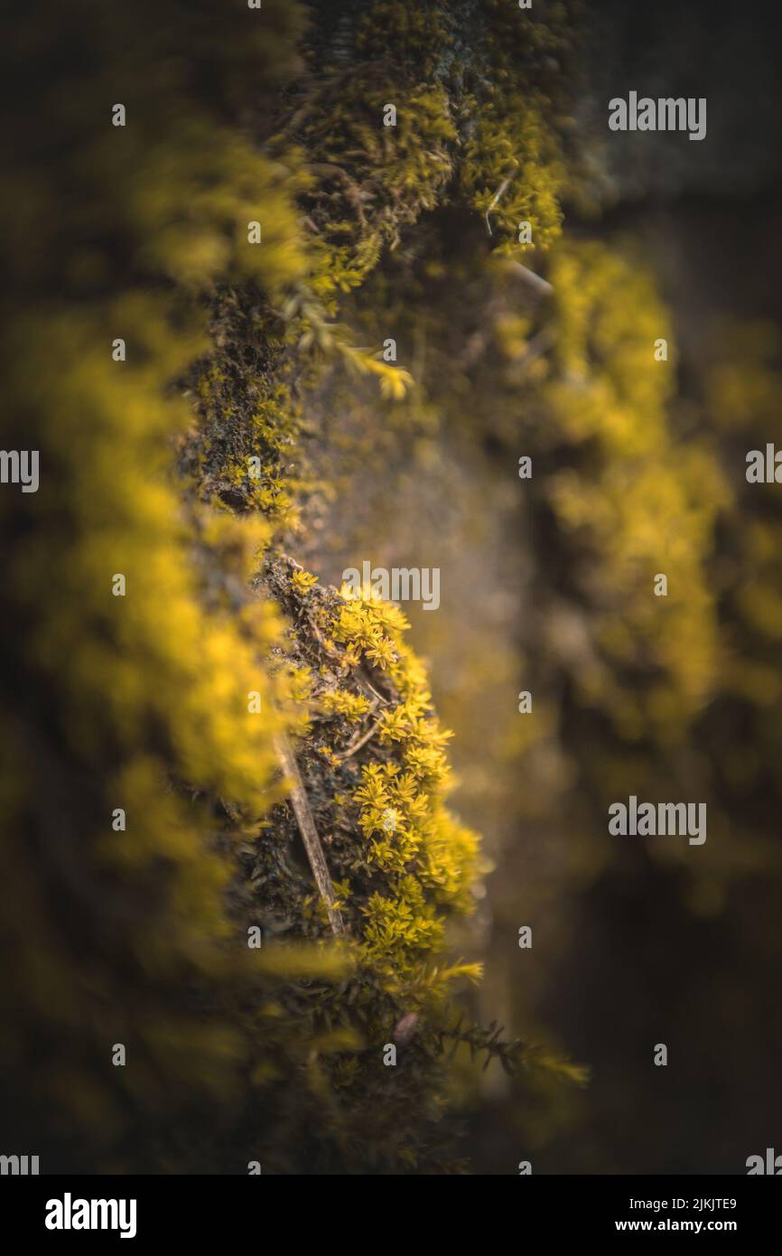 Lichen field hi-res stock photography and images - Alamy